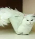 Gato en un jarrón