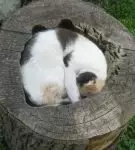 Cat in the old stump
