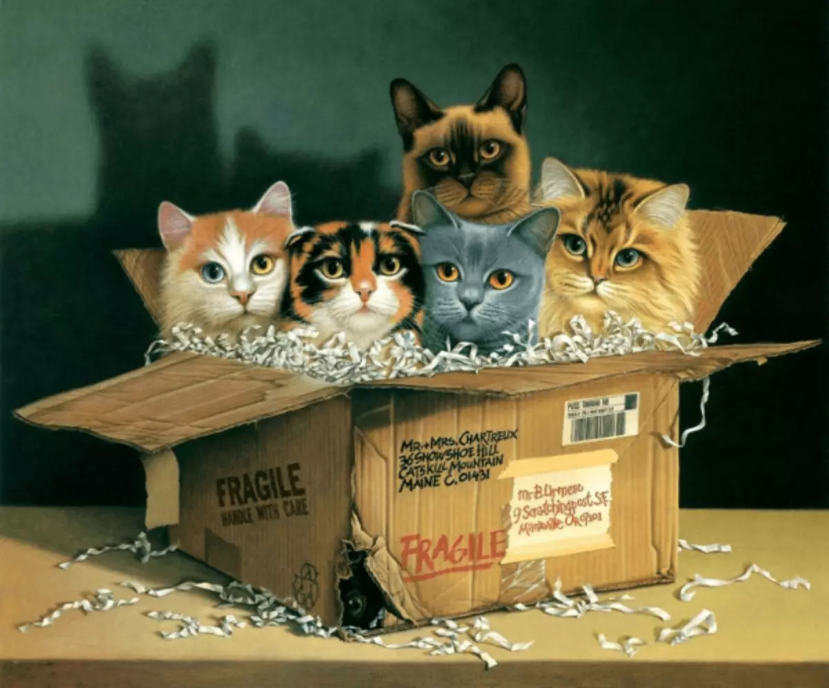 Pisicile stau într-o cutie