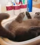 Mačka u sudoperu