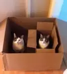 Dvije mačke u kutijama