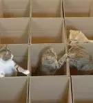 Le scatole stanno nelle righe