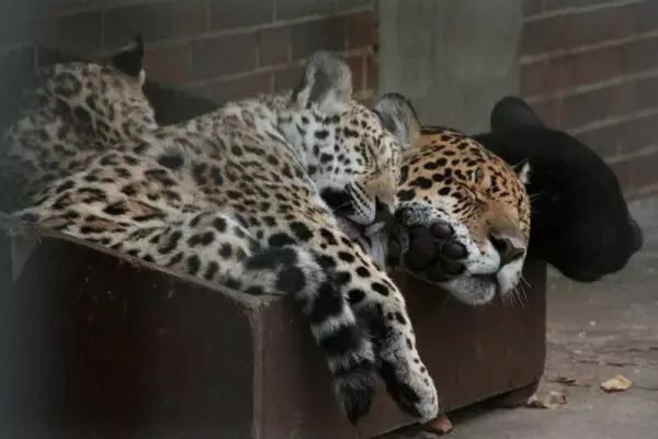 Leopardos en la caja