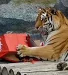 Tigre com caixa