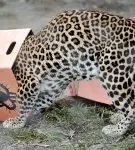 Leopard sa kutijom