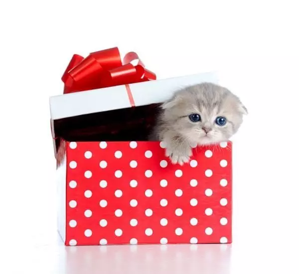 Gatito en caja