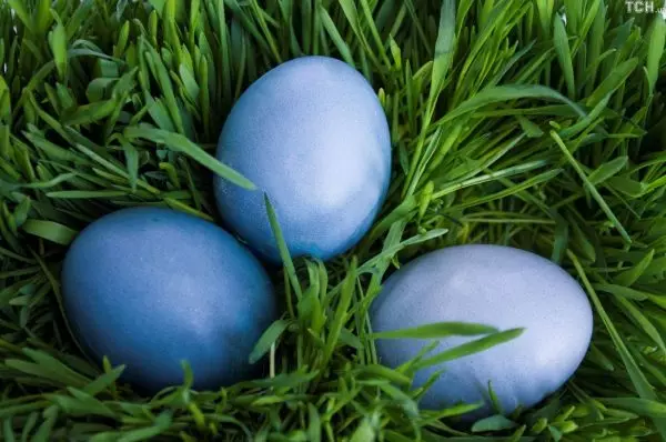 3 개의 파란색 계란 녹색 활에 거짓말