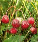 Giardino Strawberry Marmalade - una descrizione della varietà, regole di cura e altre sfumature importanti + foto
