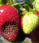 Anraznanische Erdbeere