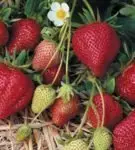 Garten-Erdbeere.