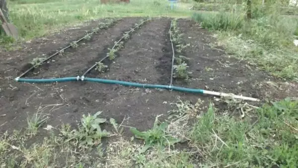 花園草莓床上的滴灌灌溉