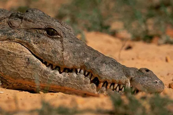 Igranje krokodila