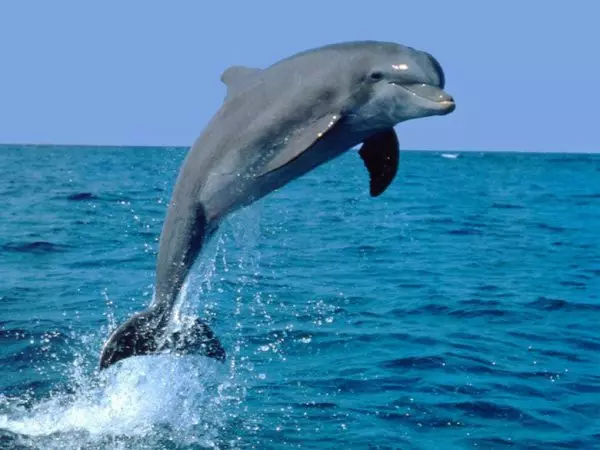 Делфин