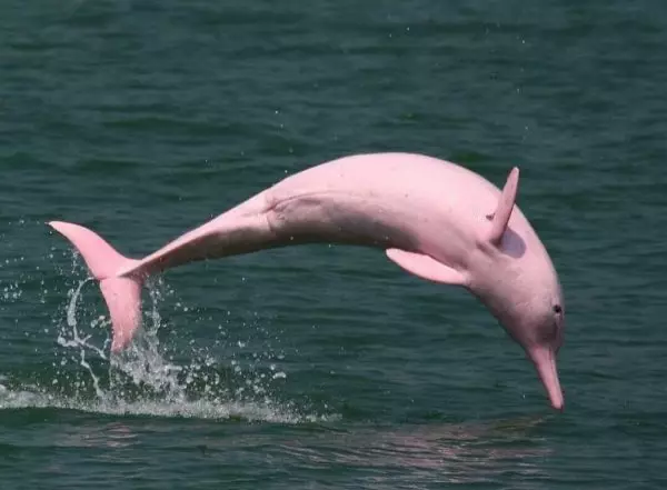Pinki dolphin.