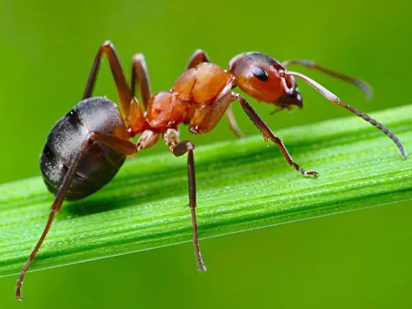 Мравка