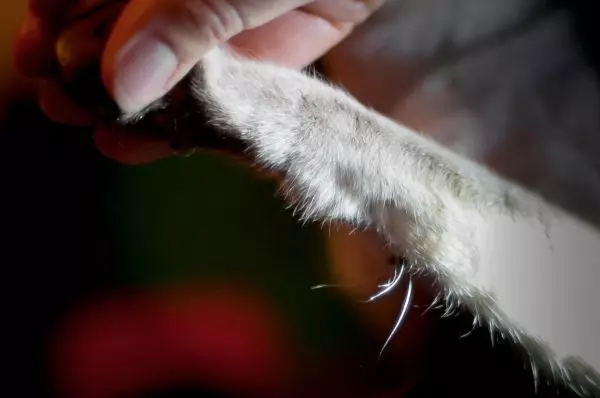 Bigode em gatos e gatos: como estão corretamente chamados e por que precisamos, o que acontecerá se você cortar e por que cair ou se tornar frágil