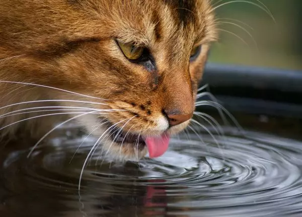 Cat Drinks Water.