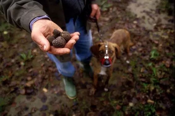 Dog's Truffle