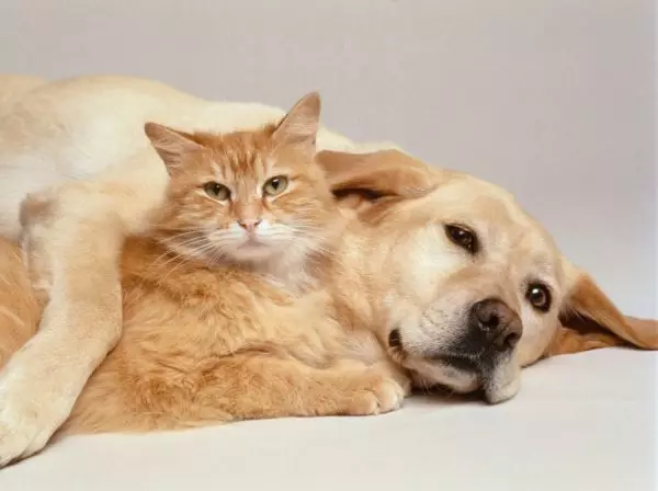 Rode kat en hond liggen samen