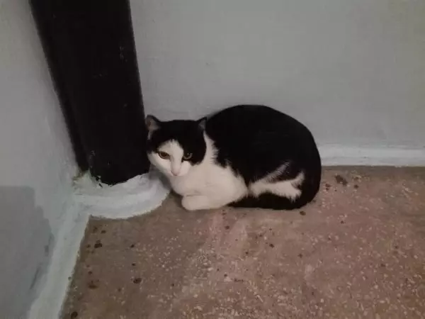 Le chat est assis à côté du tuyau dans l'entrée