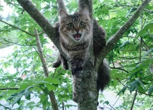 Kaķis uz koka