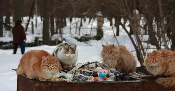 Chats sur les ordures