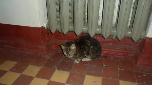 Kočka pod baterií ve vchodu