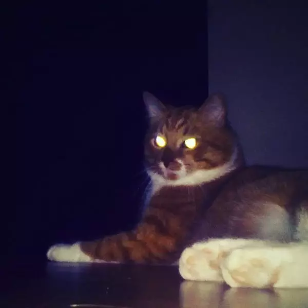 Ojos en el gato oscuro