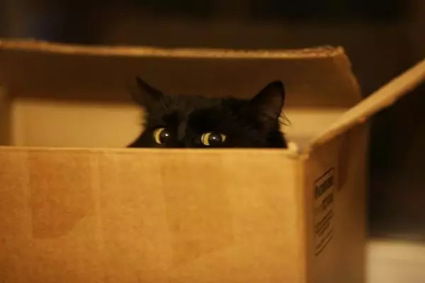 Černá kočka vypadá z krabice
