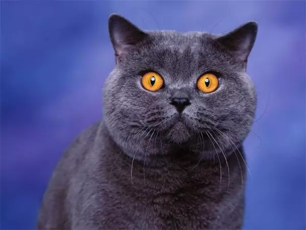 Gatos mais populares do mundo: nomes de raça, sua descrição e foto