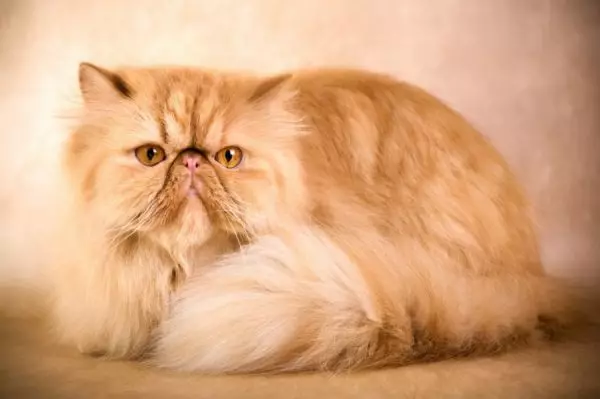 Persų katė pusiaukelėje
