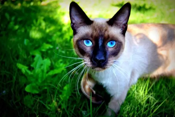 Siamská mačka na tráve