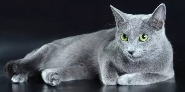 Ruská modrá kočka leží