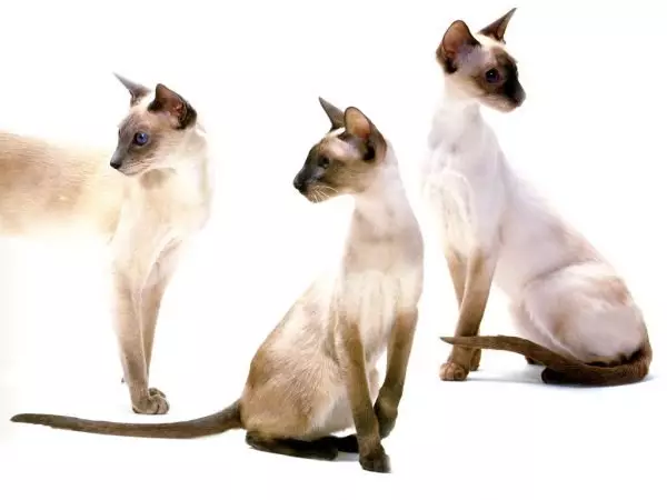 Siamese mačke