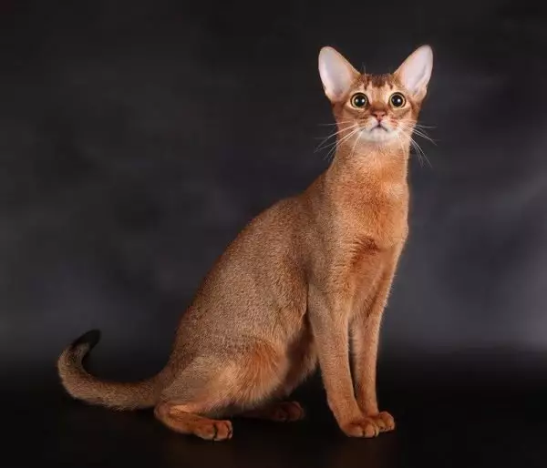 Abyssinian cat.