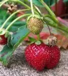 Strawberry jadovawaya
