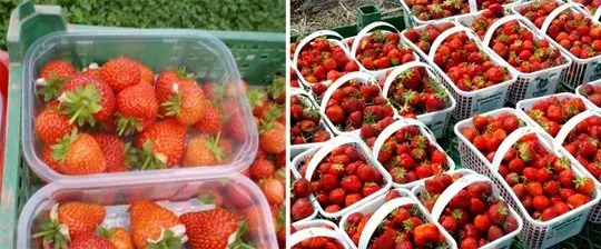 Aia maasika kogumine