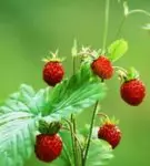 Strawberry Forestry