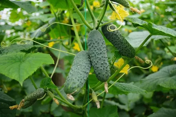 Cucumber grade Marinda F1 - cultivation, rules of care and other important nuances