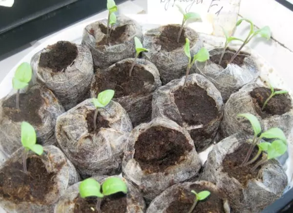 Mga seedlings ng mga pipino sa mga tablet ng peat.