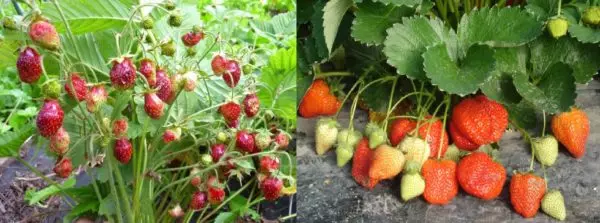 Paglaraw sa lainlaing mga tanaman nga mga strawberry ginoo ug hinungdanon nga mga lagda sa paglansad + litrato