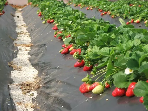 Wachsende Erdbeeren an den Gramm