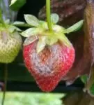 Graue Faust auf Erdbeeren