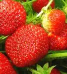 Küps marjad maasikate Issand
