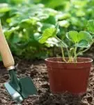 Plantando jovem morango jardim de chesty