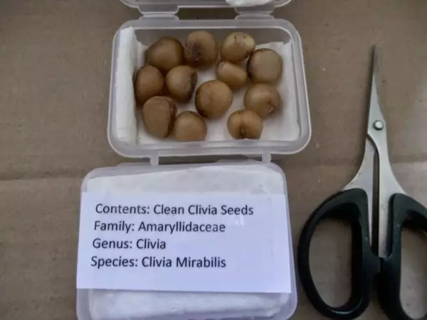 Seeds of Clivia