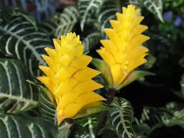 Afalandra: Alle nyanser av blomsterpleie hjemme + foto og video