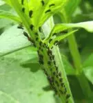 APHID