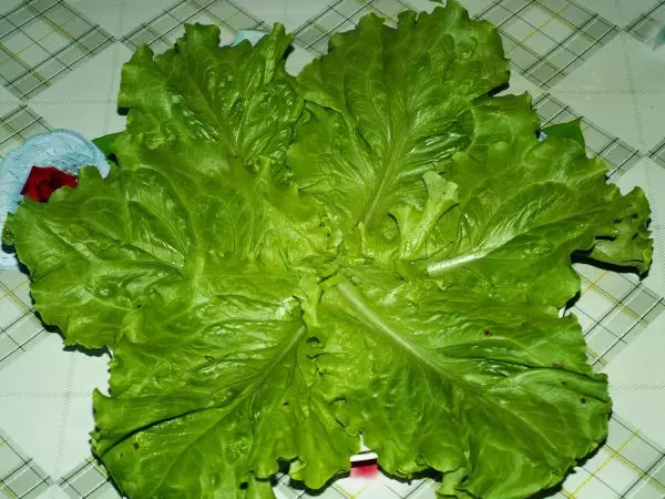 Saláta levelek egy tányéron