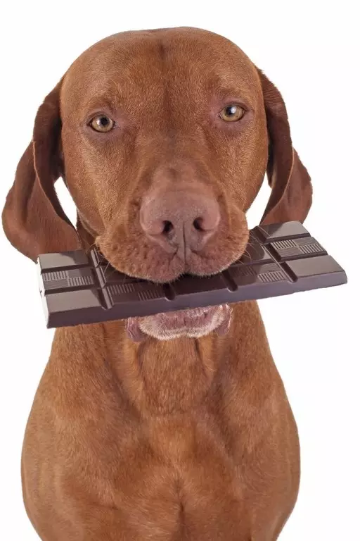 Dog with chocolate in zubak